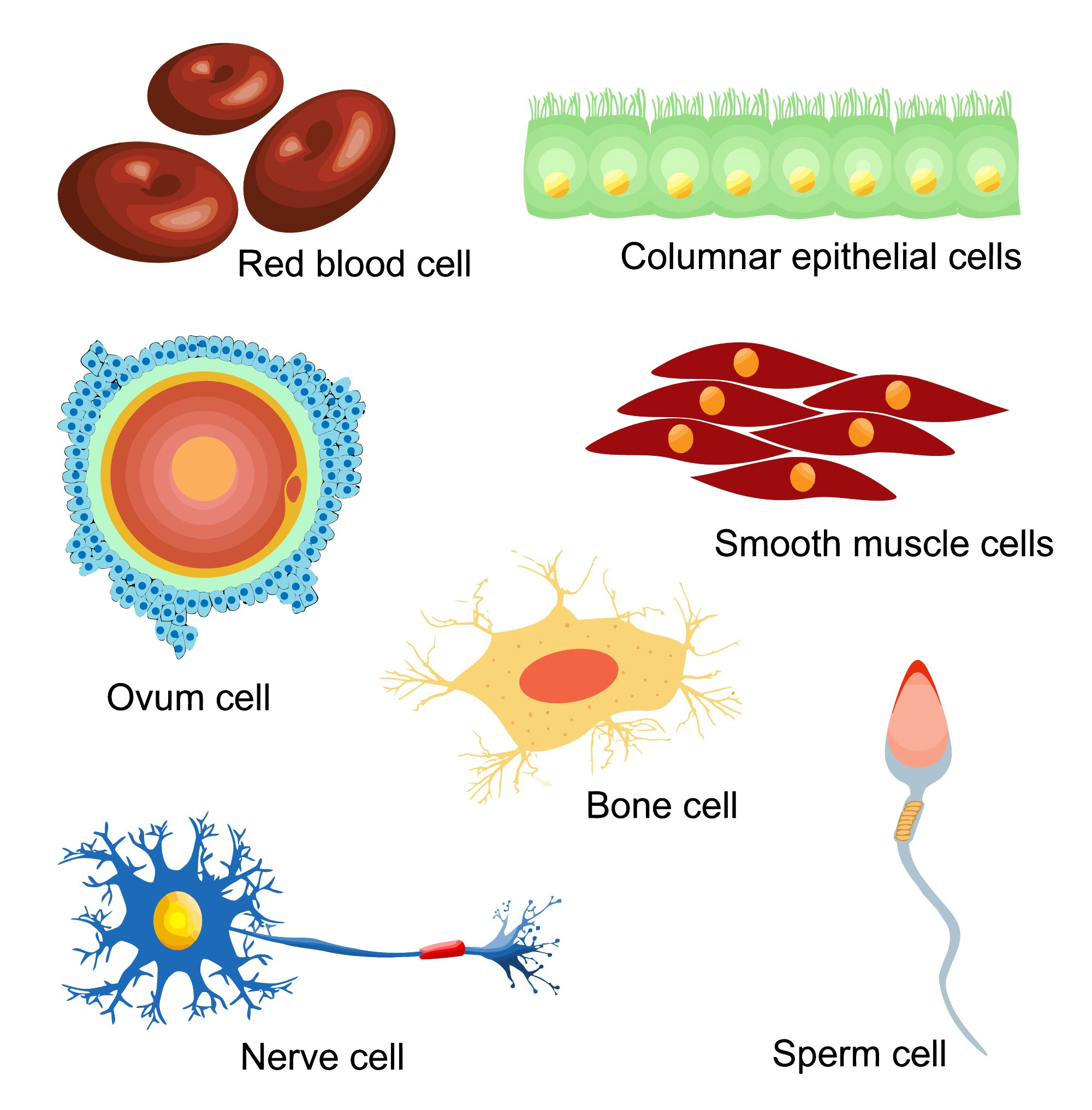 Three Different Types Of Cells List Of Distinct Cell Types In The Three Different Types Of Cells List Of Distinct Cell Types In The